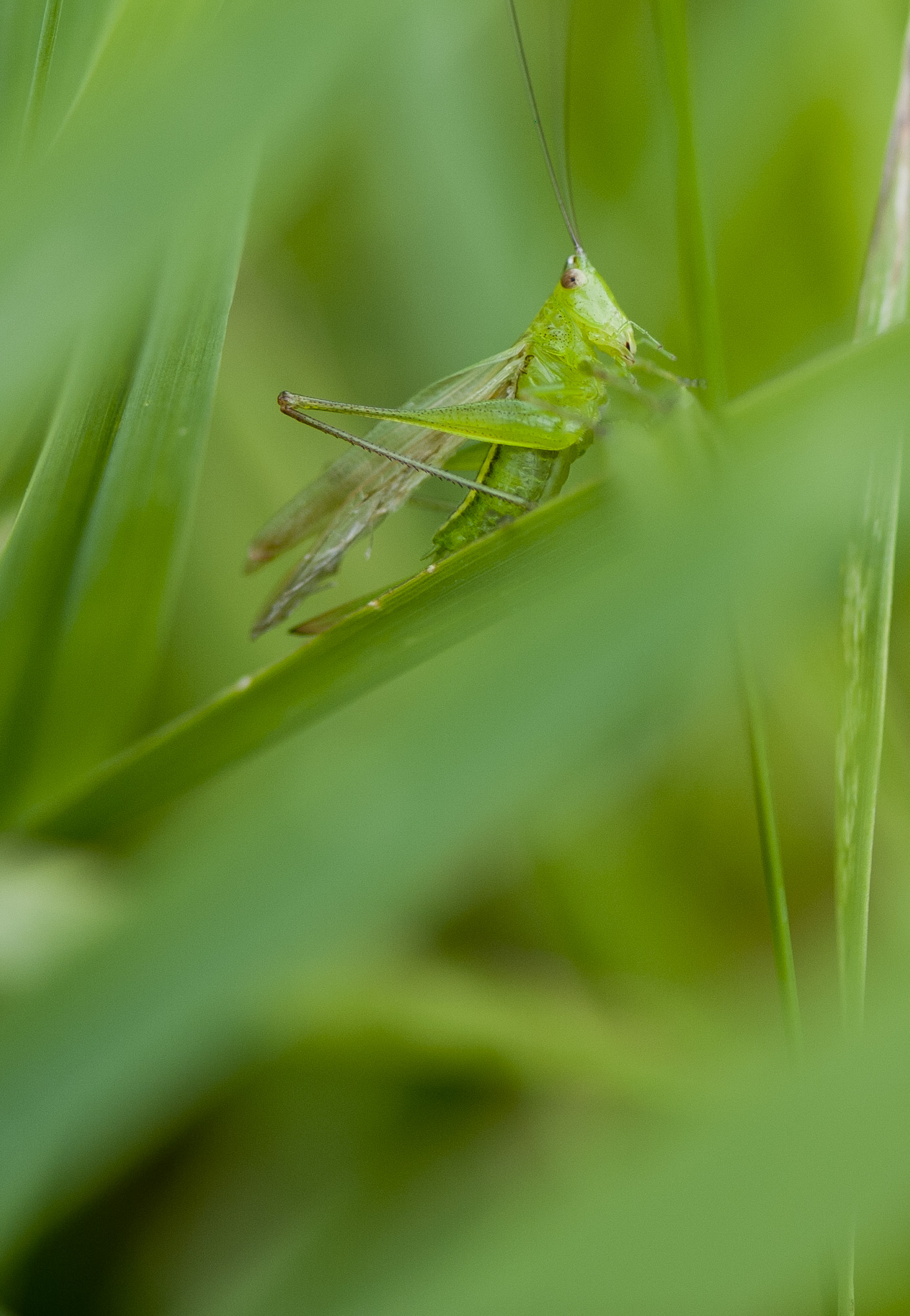 The Pleasure of Fecundity | Steven Shepard