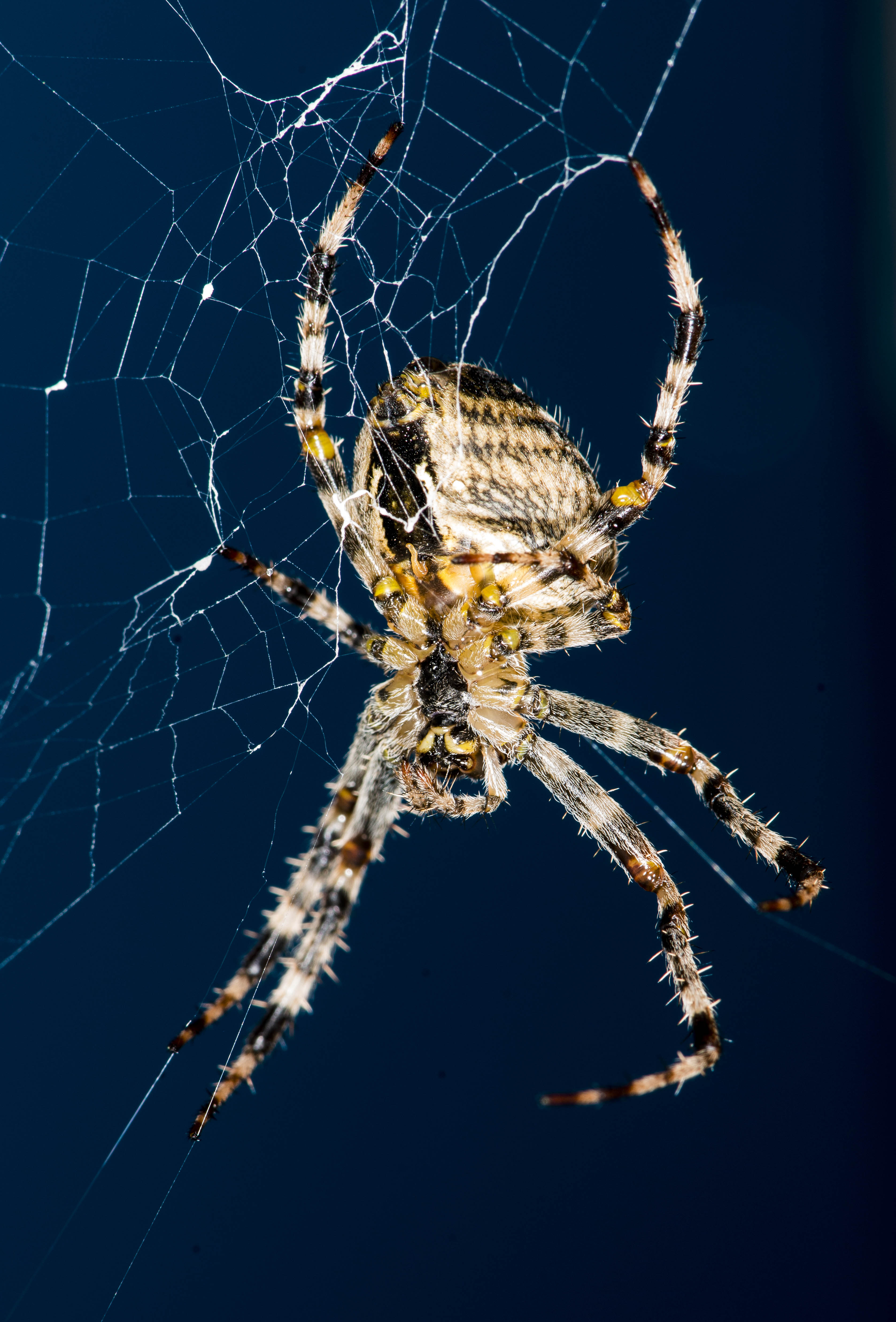 The Magic of Spider Silk | Steven Shepard