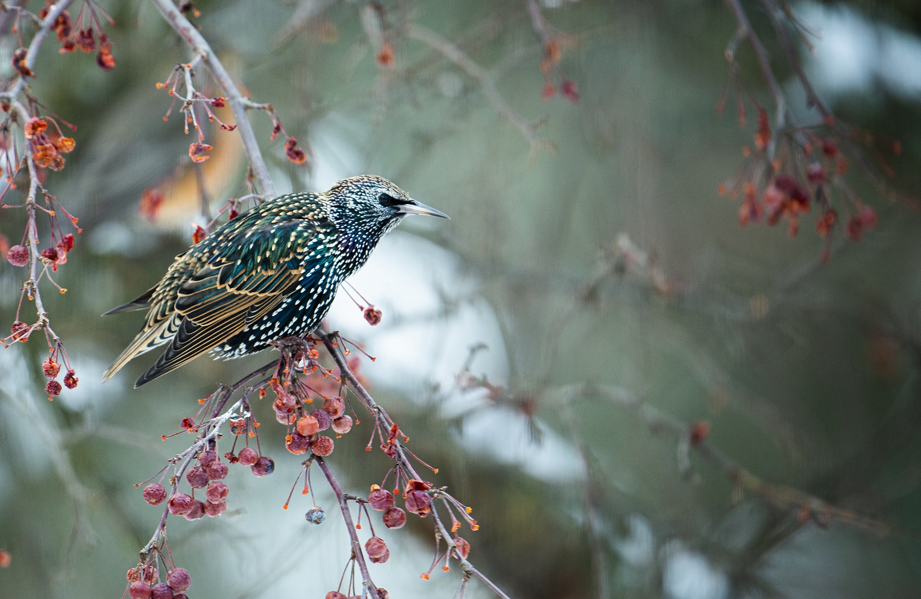 Monitoring Biodiversity Through Sound | Steven Shepard